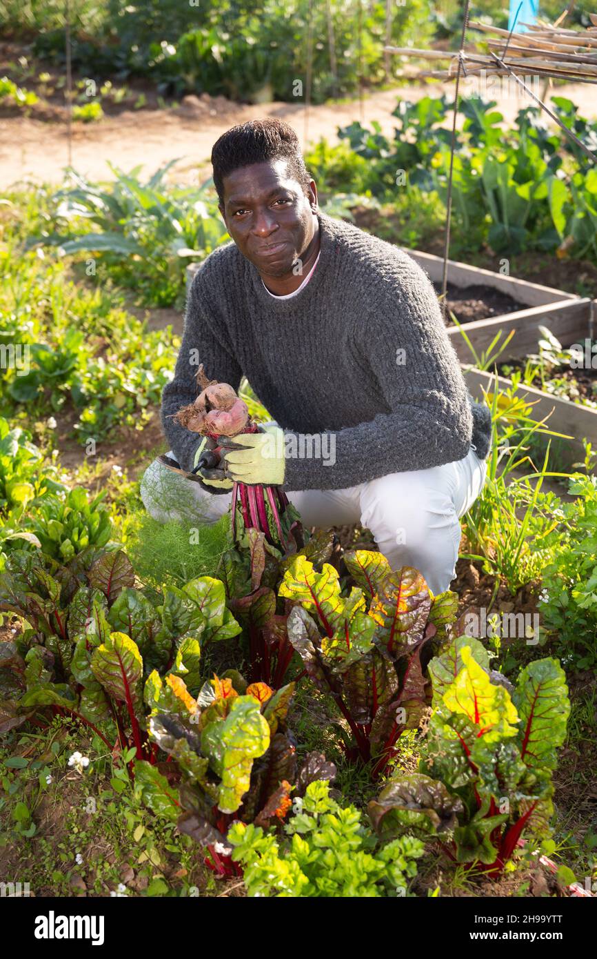 African american man harvests beets from a garden bed Stock Photo - Alamy