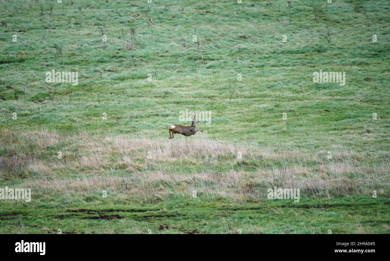 Wild Roe Deer (Capreolus capreolus) flee the camera, action shot on ...