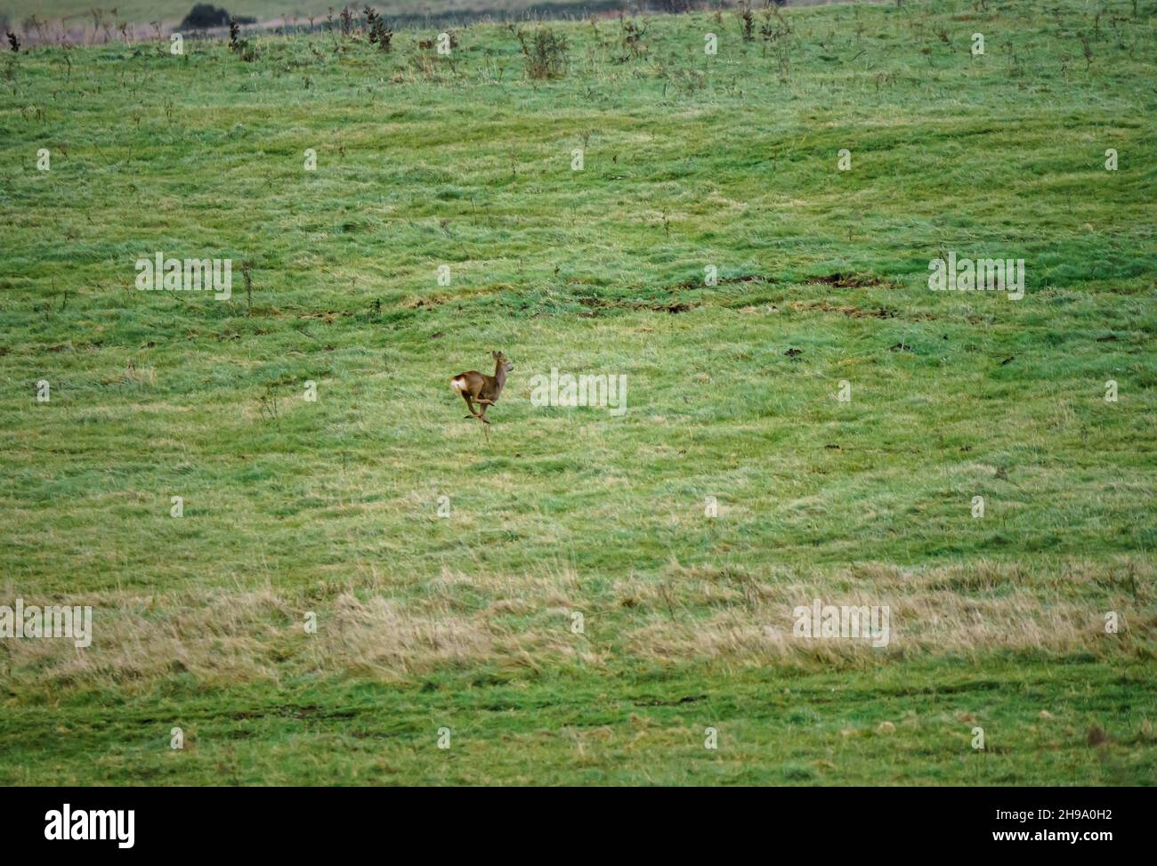 Wild Roe Deer (Capreolus capreolus) flee the camera, action shot on ...