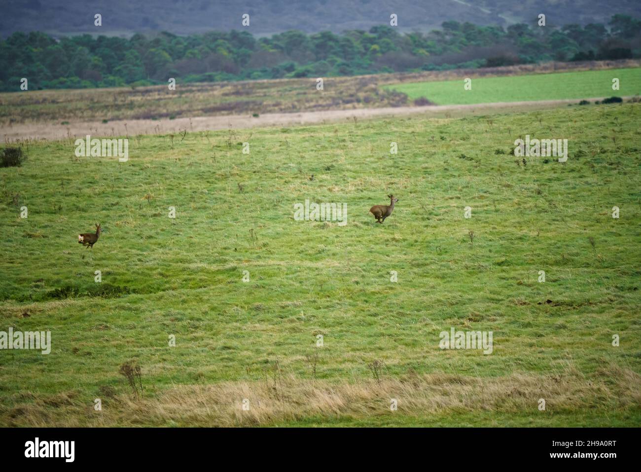 Wild Roe Deer (Capreolus capreolus) flee the camera, action shot on ...