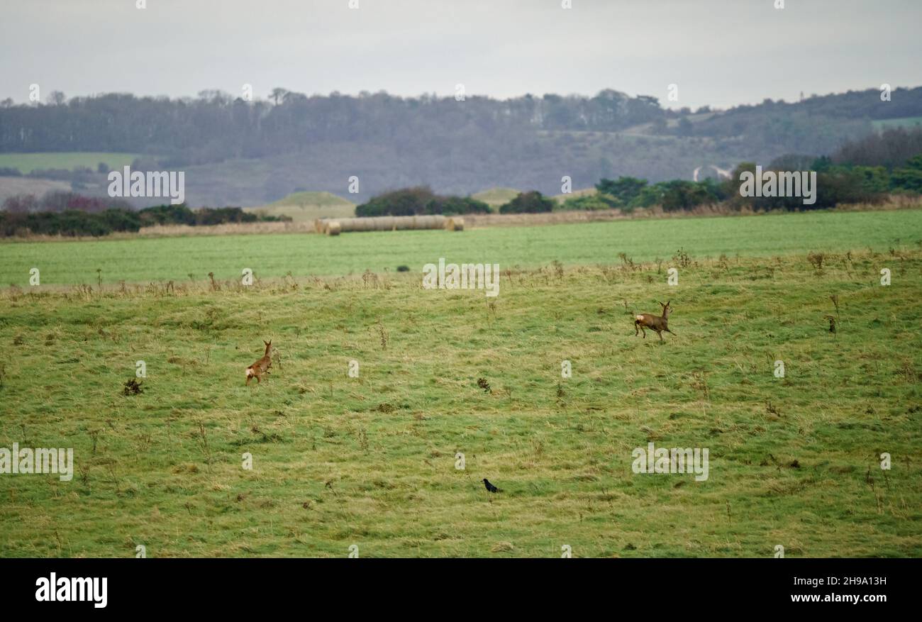 Wild Roe Deer (Capreolus capreolus) flee the camera, action shot on ...