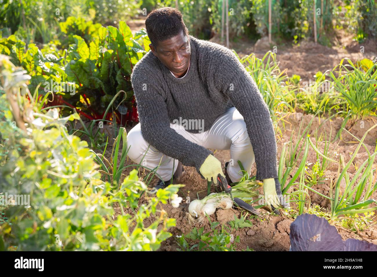 African american male gardener collects onions in the garden beds Stock ...
