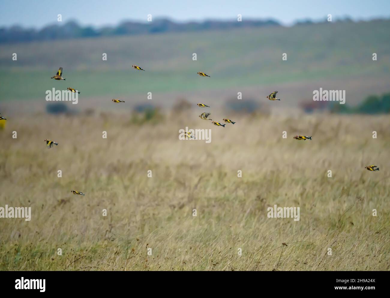 Goldfinches fly over the forest hi-res stock photography and images - Alamy