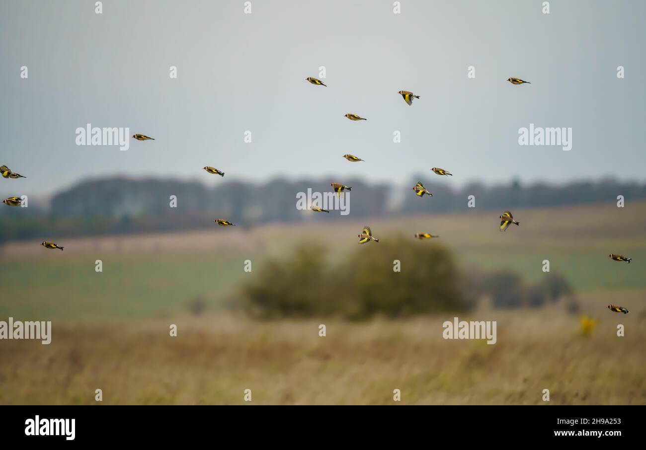 Goldfinches fly over the forest hi-res stock photography and images - Alamy