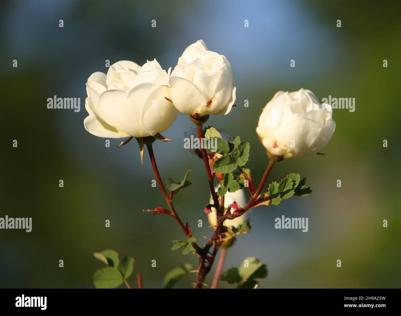 Plants of wild dog rose growing in the spring garden Stock Photo - Alamy