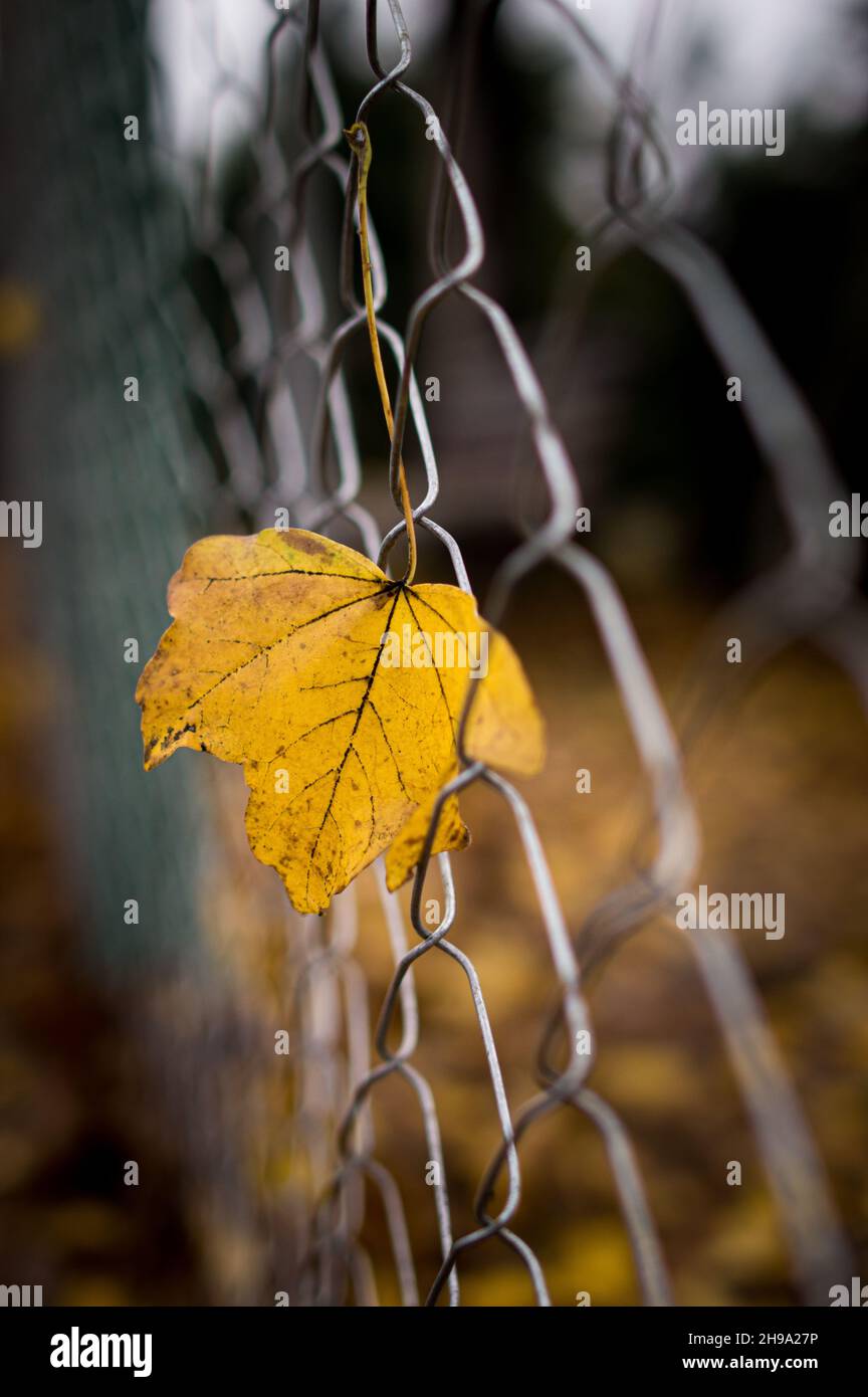 A closeup shot of a dry yellow fallen leaf stack in the metal mesh ...