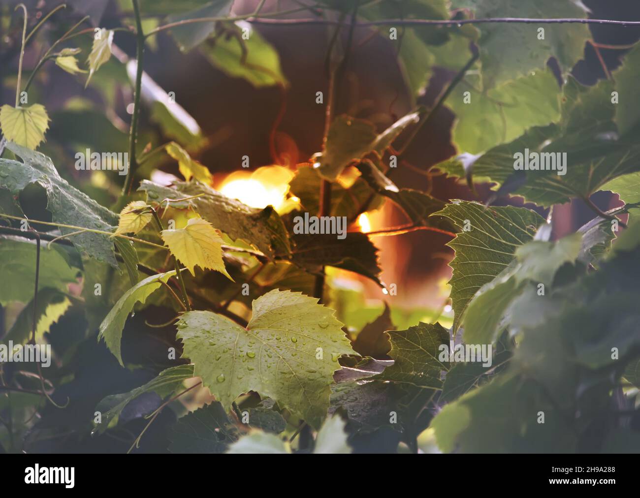 Green vine in sunlight Stock Photo - Alamy