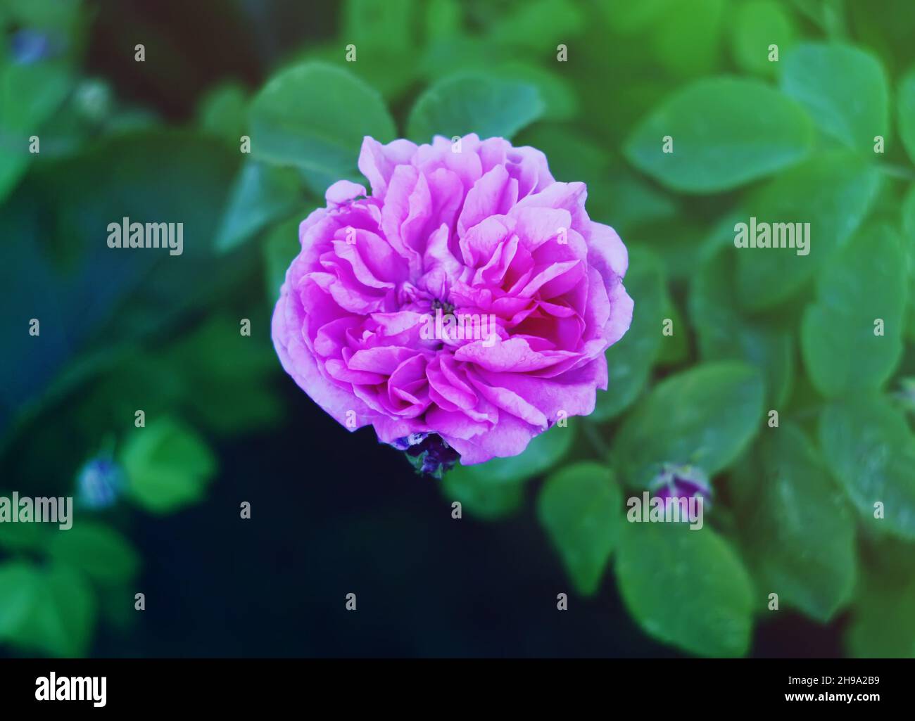 Rose flowers growing in the summer garden Stock Photo - Alamy