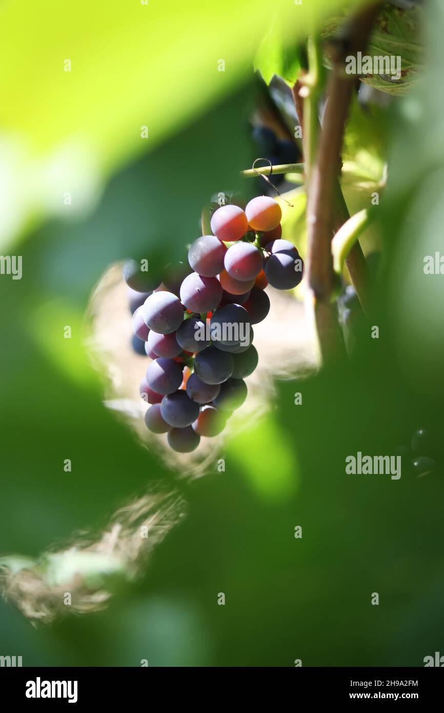 Ripe grapes on a wine growing in the garden Stock Photo - Alamy