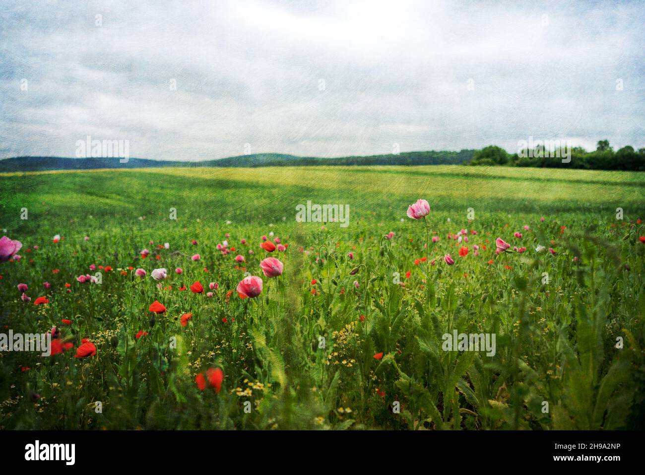 Poppy flower field under grey sky Stock Photo - Alamy