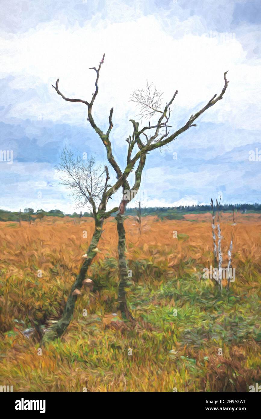 Old broken tree in nature reserve High Fens, Belgium. Multicolored ...