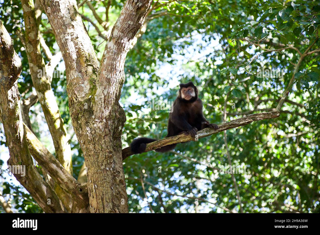 A low angle shot of a monkey on the tree branch Stock Photo - Alamy