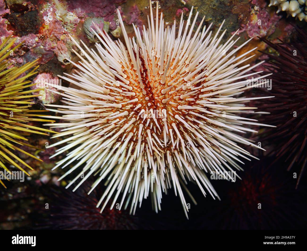 Sea Urchin Spines