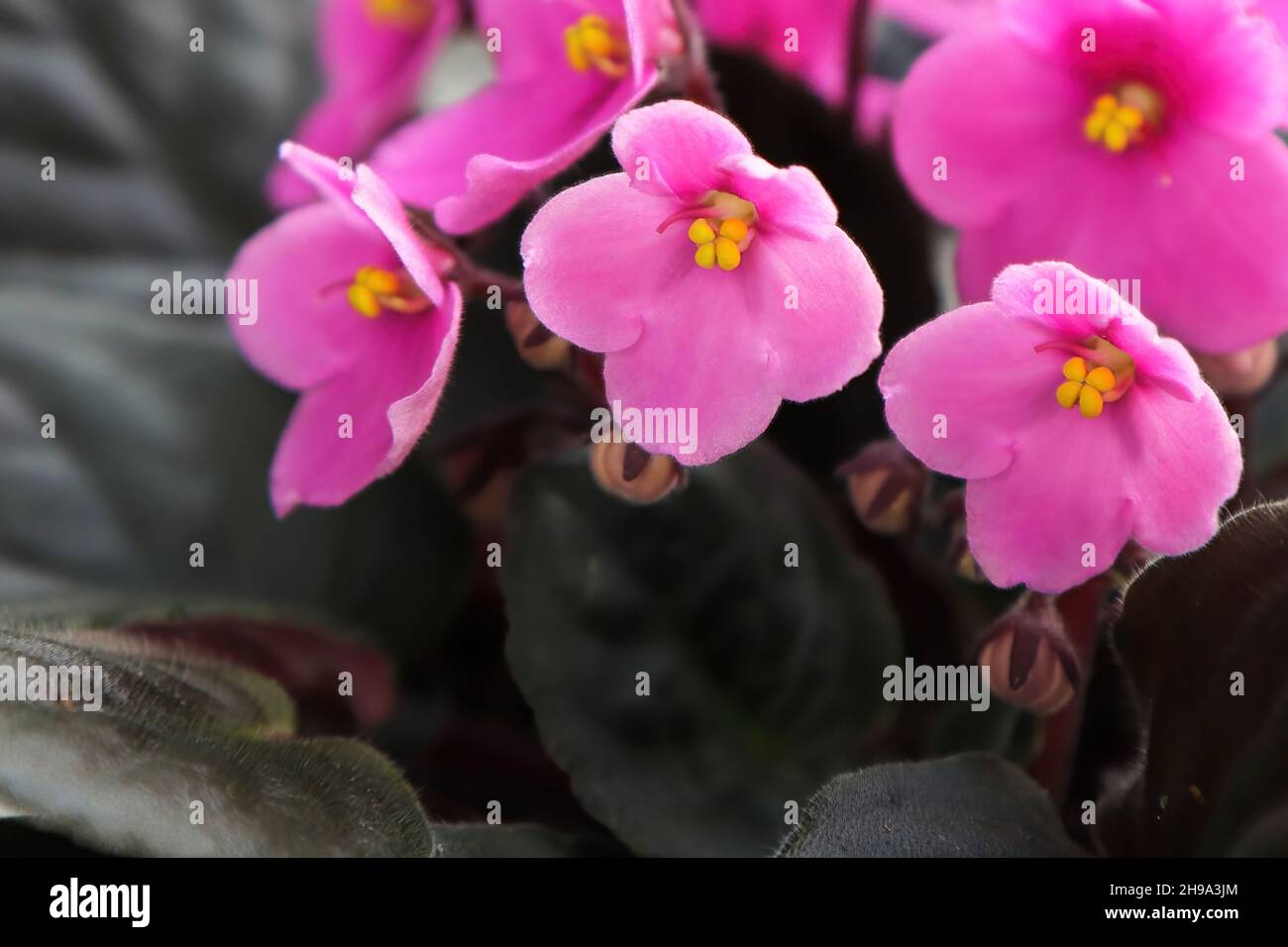 Closeup of pink African Violet flowers in bloom Stock Photo - Alamy