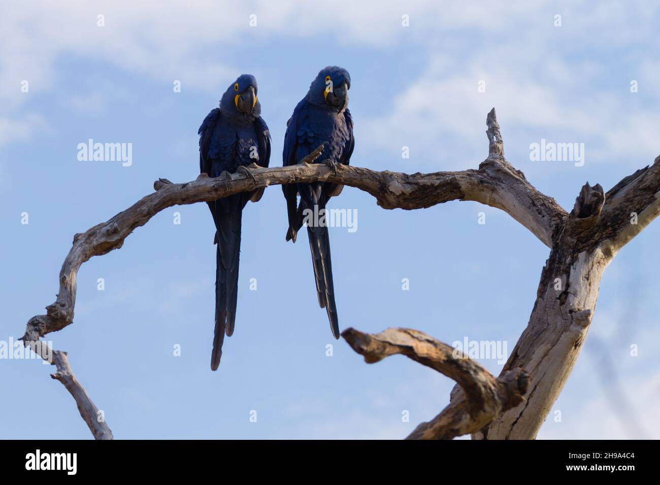 Couple of Hyacinth macaw from Pantanal, Brazil. Brazilian wildlife ...