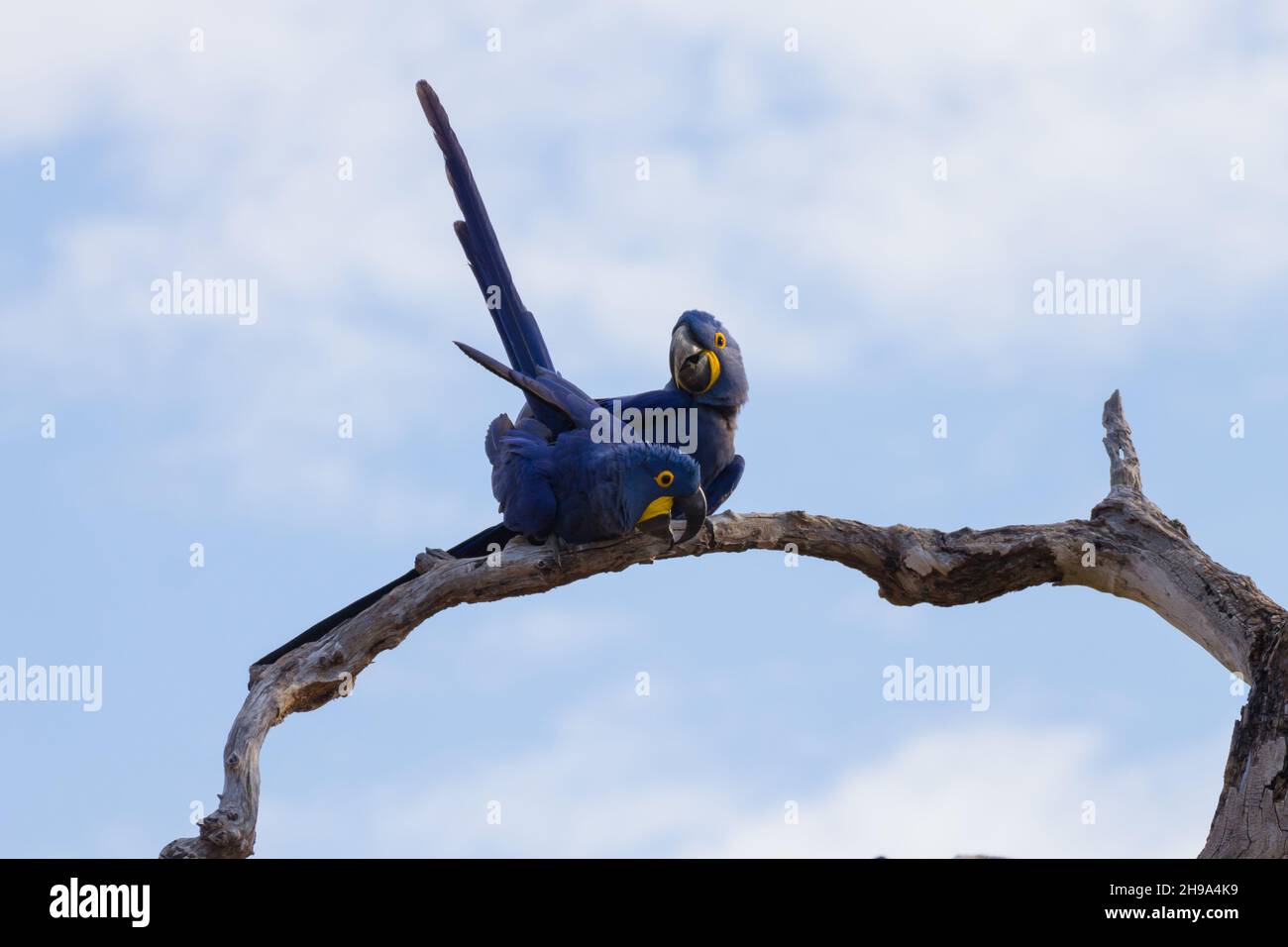 Couple of Hyacinth macaw from Pantanal, Brazil. Brazilian wildlife ...