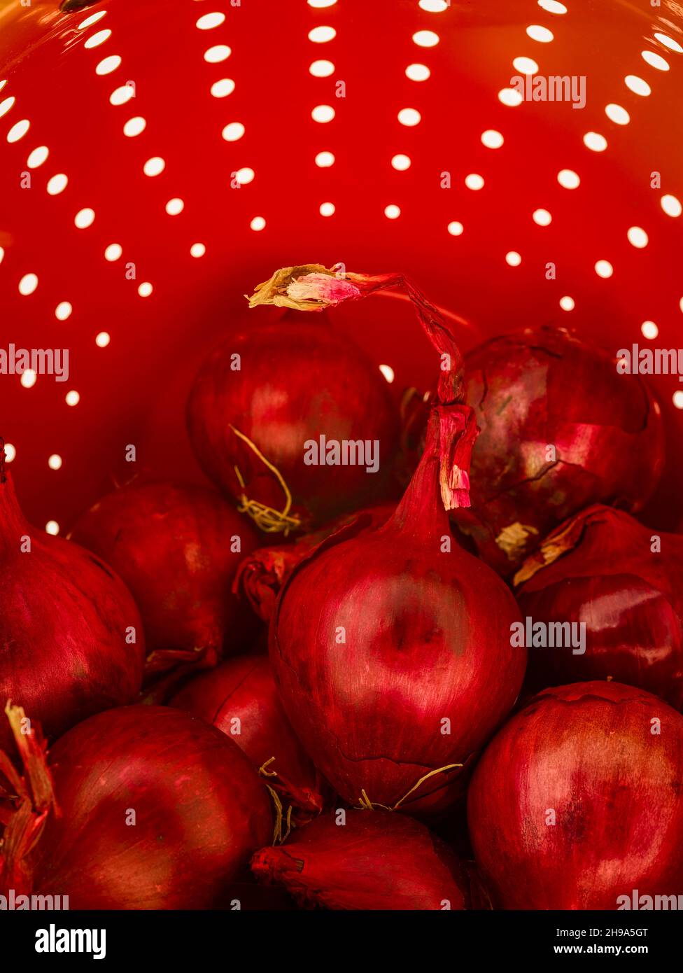 Close-up food still life with Red Onions rolling out of a red collinder ...