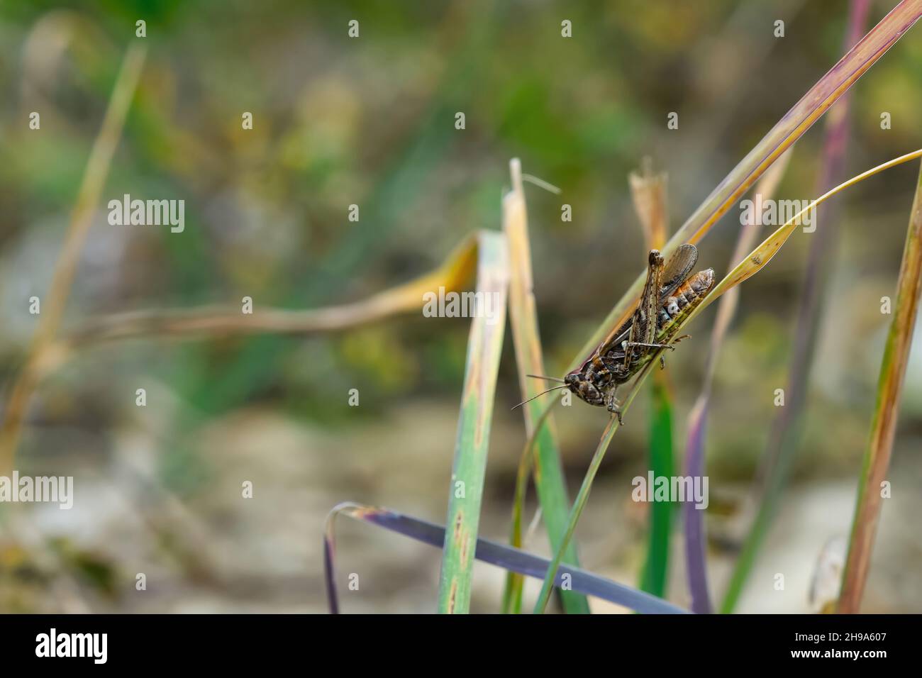 Grasshopper cutout hi-res stock photography and images - Alamy
