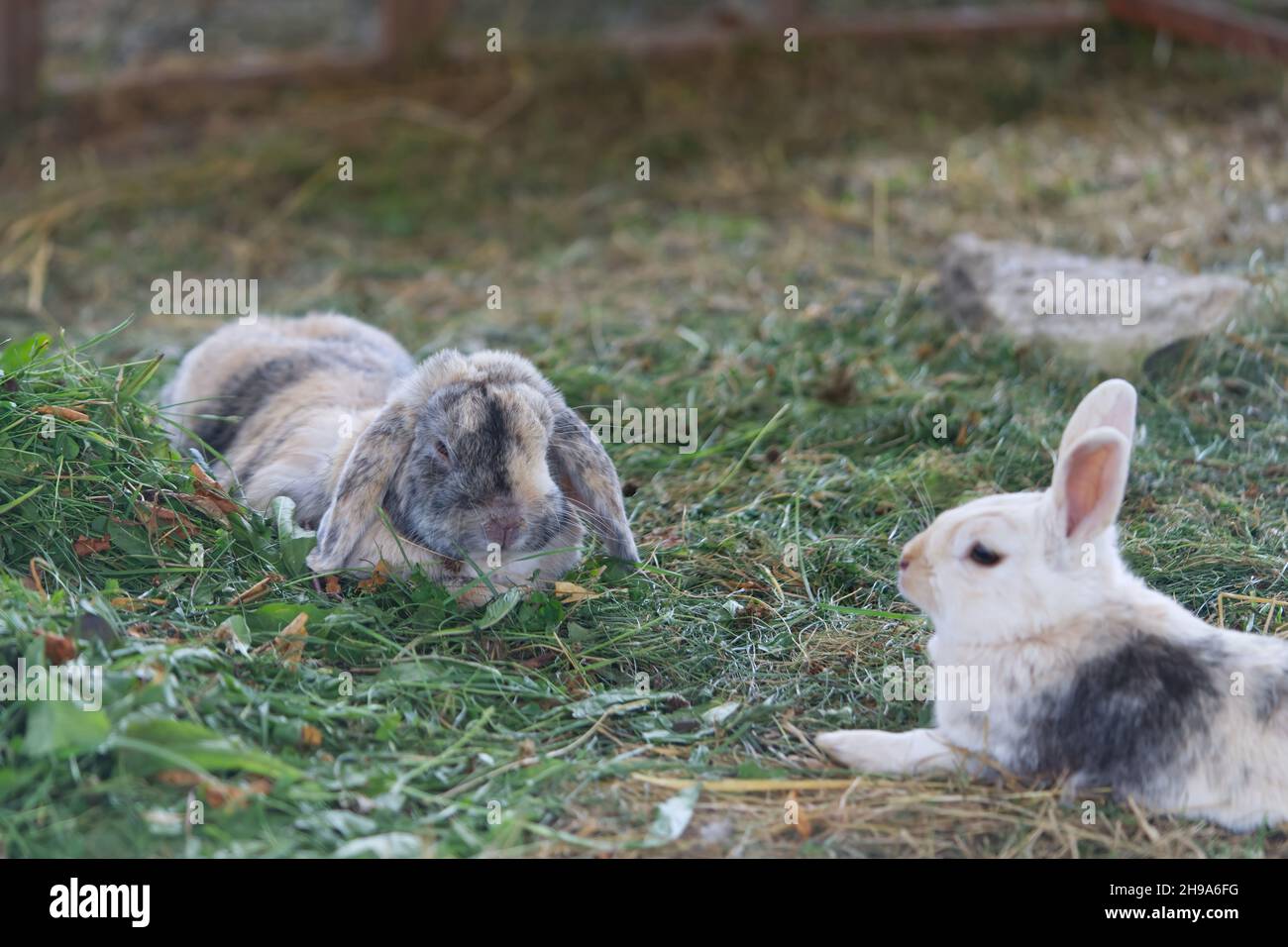 Two domestic rabbits run after each other. reproduction process Stock ...