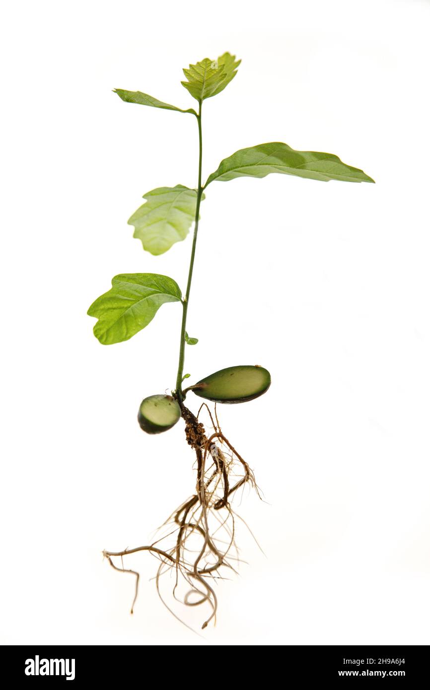 Oak acorn sapling hi-res stock photography and images - Alamy