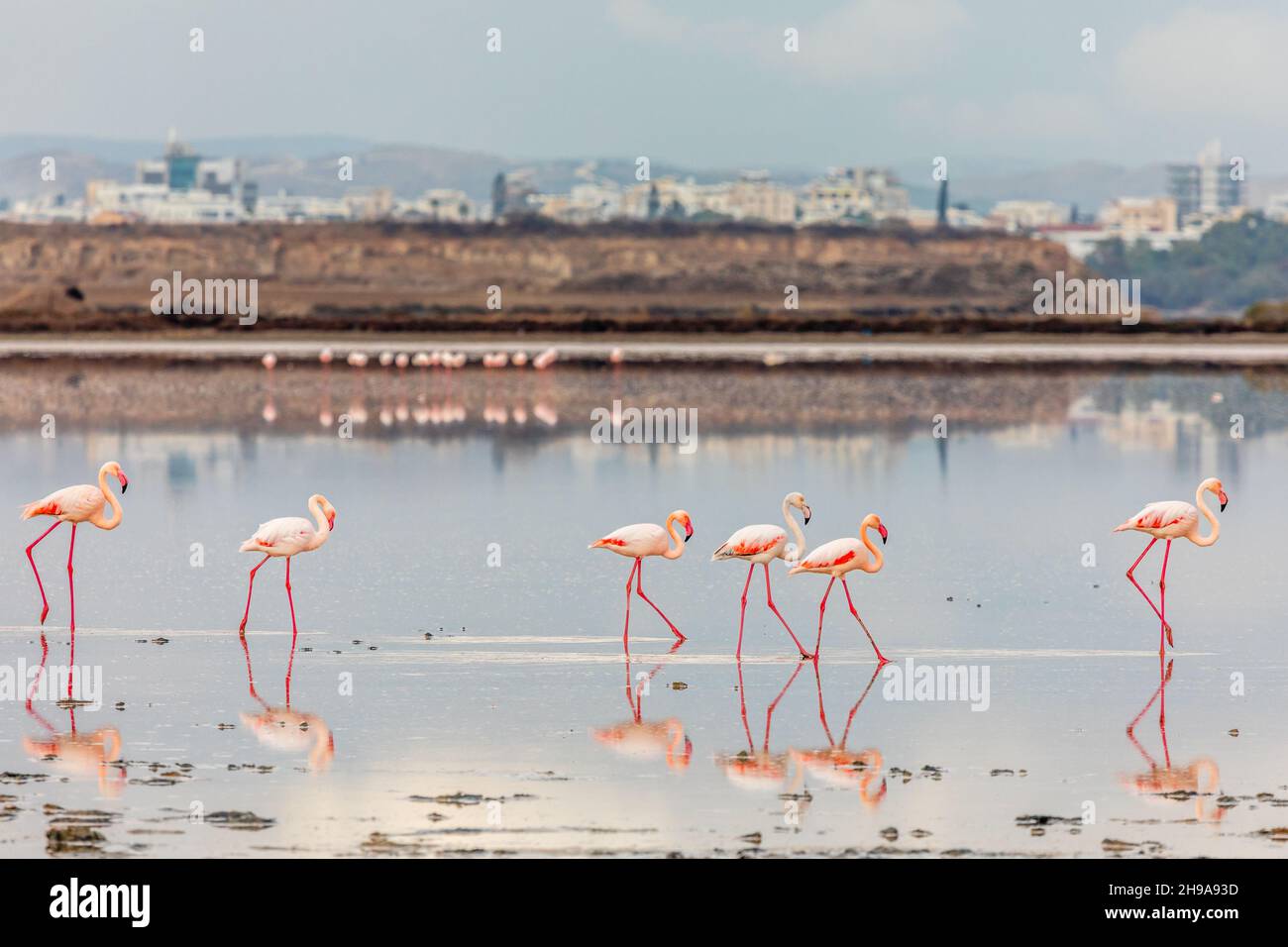 Pink flamingos walking along the coast, Larnaca salt lake, Cyprus Stock ...