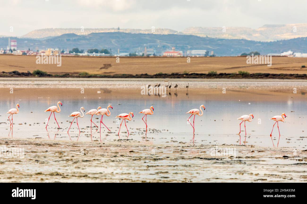 Pink flamingos walking along the coast, Larnaca salt lake, Cyprus Stock ...