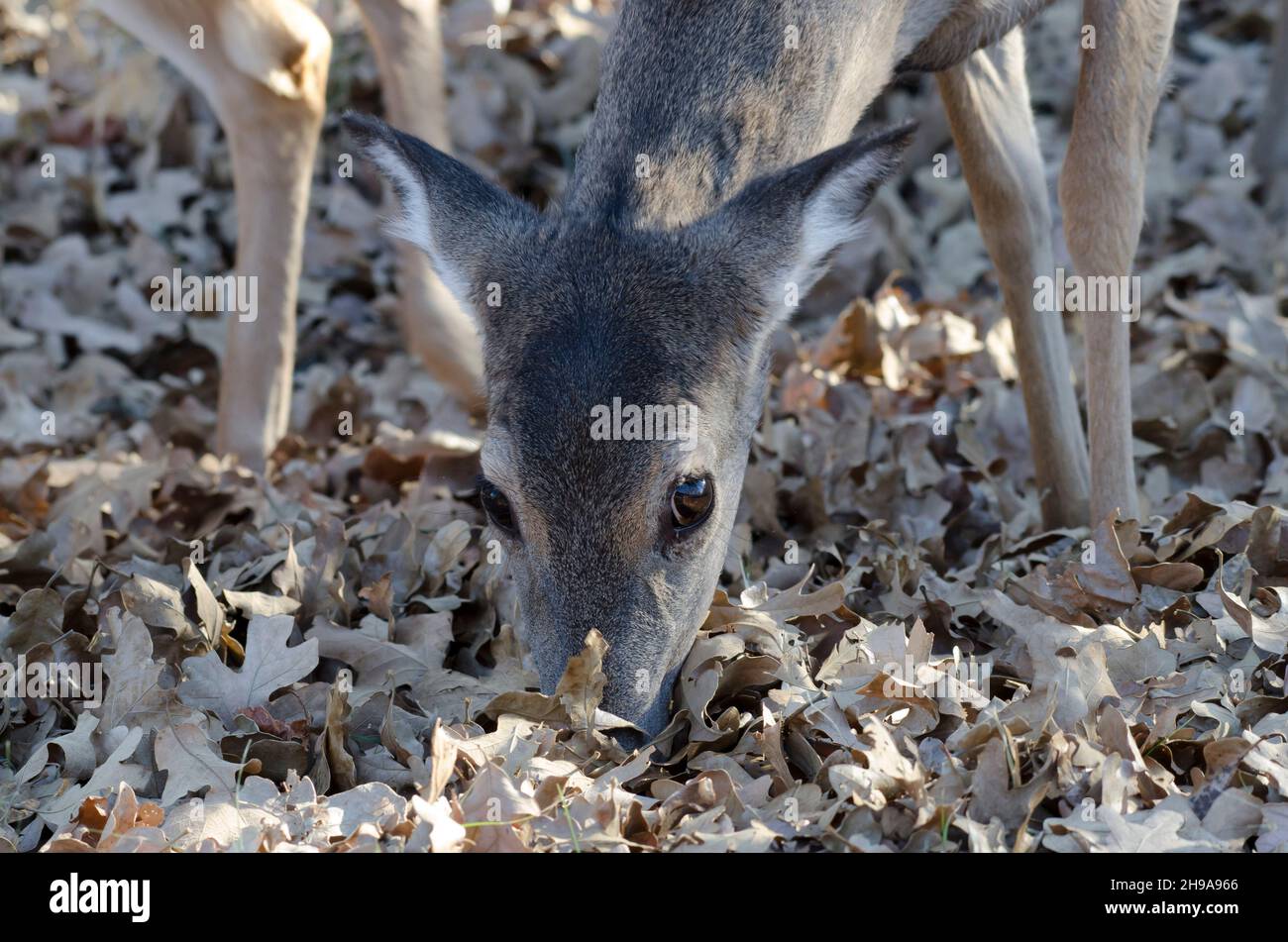 White-tailed Deer, Odocoileus virginianus, doe feeding Stock Photo - Alamy