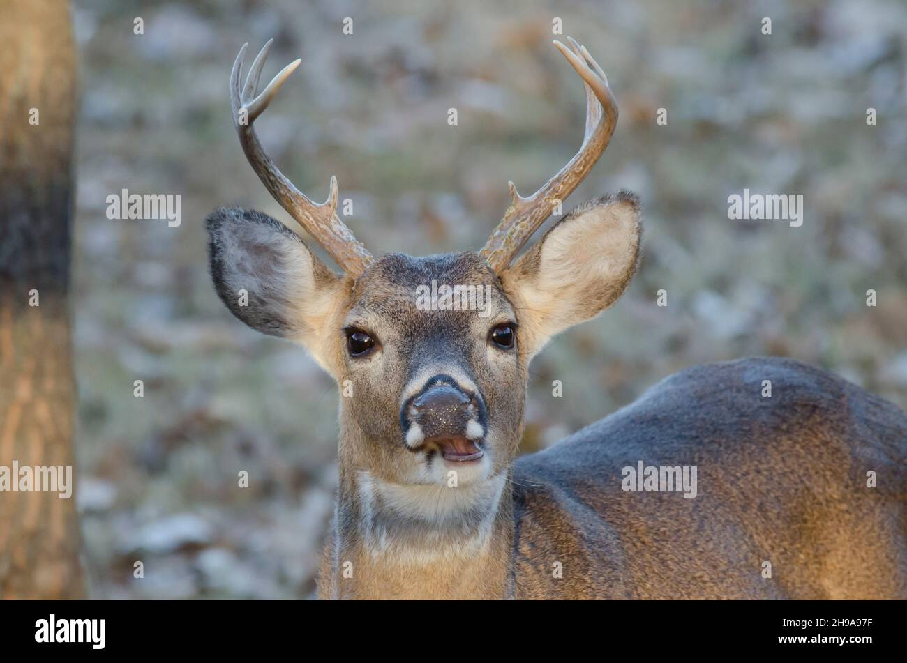 White-tailed Deer, Odocoileus virginianus, buck chewing Stock Photo - Alamy