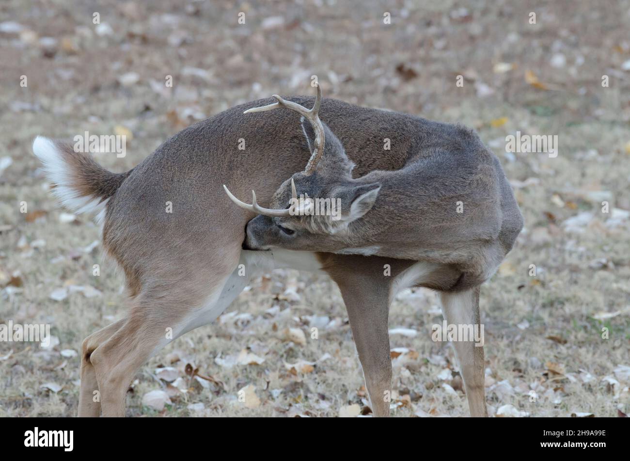 White-tailed Deer, Odocoileus virginianus, buck grooming Stock Photo ...