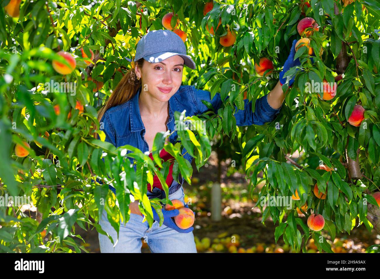 Smiling young woman picking ripe peaches from tree branches Stock Photo ...