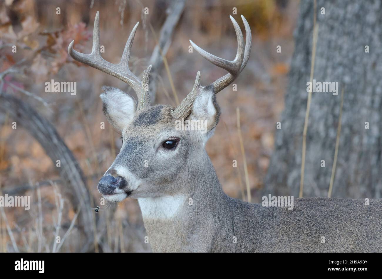 White-tailed Deer, Odocoileus virginianus, buck in woods and being ...