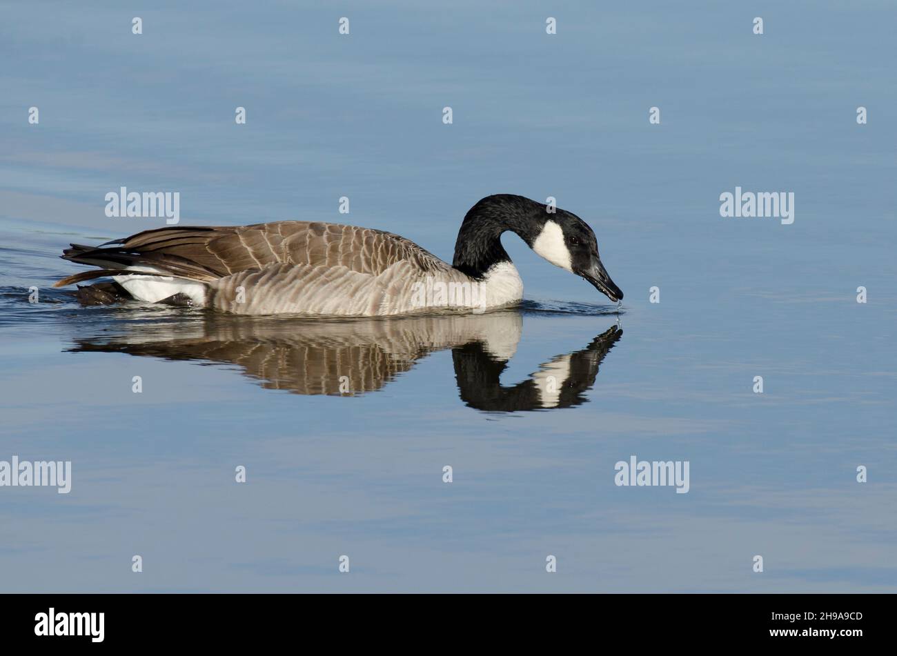 Canada Goose, Branta canadensis, drinking water Stock Photo - Alamy