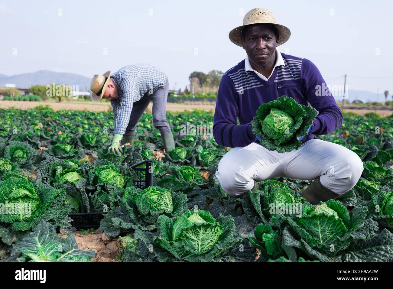 African-american farmer harvesting cabbage in farm field Stock Photo ...