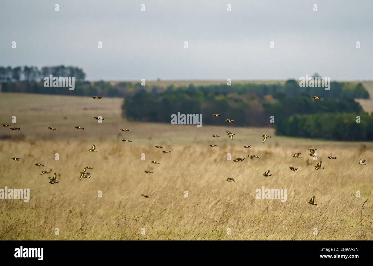 Goldfinches fly over the forest hi-res stock photography and images - Alamy