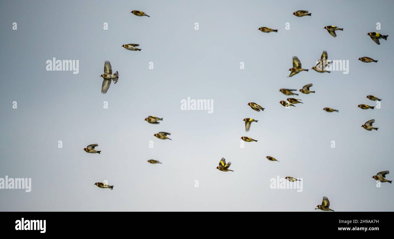 Gold finch flock flying hi-res stock photography and images - Alamy