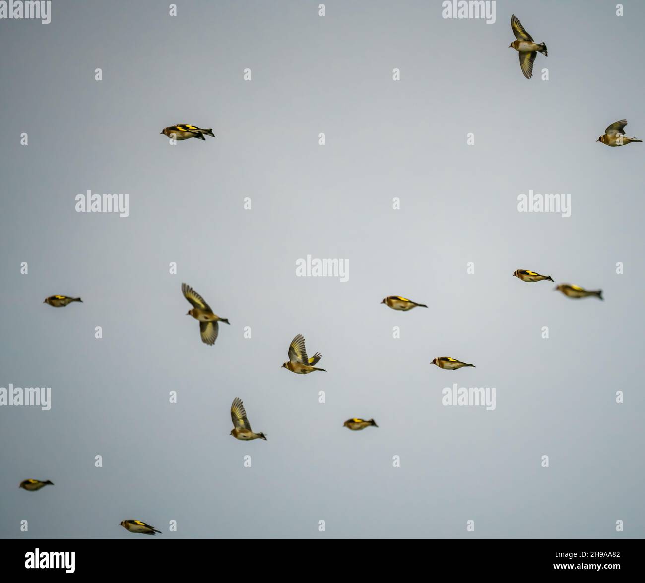 Goldfinches fly over the forest hi-res stock photography and images - Alamy