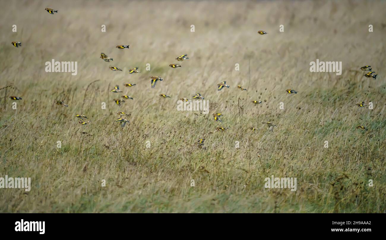 Goldfinches fly over the forest hi-res stock photography and images - Alamy