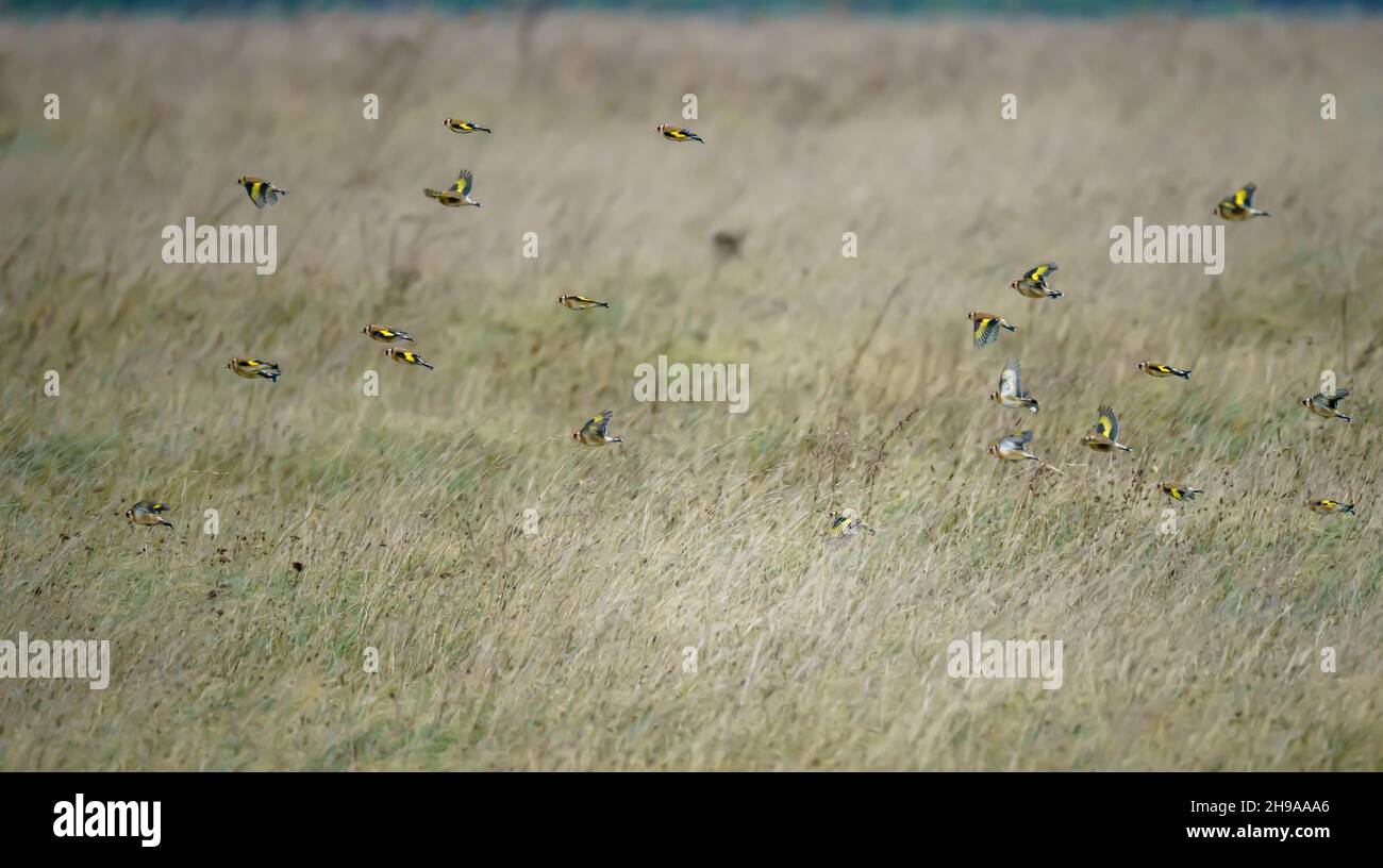 Goldfinches fly over the forest hi-res stock photography and images - Alamy