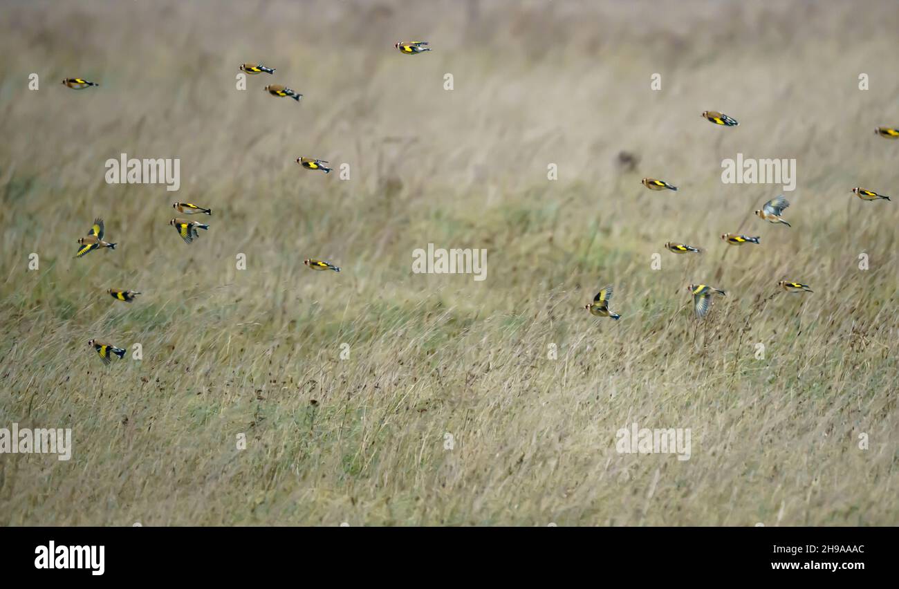 Goldfinches fly over the forest hi-res stock photography and images - Alamy