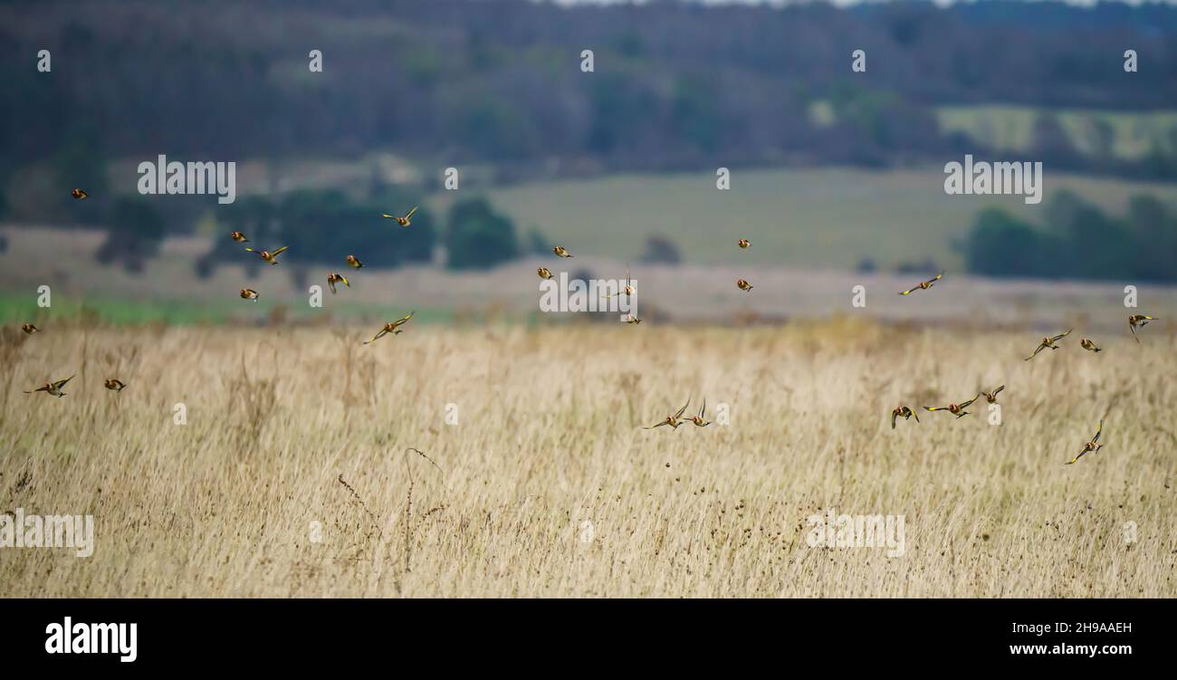 Goldfinches fly over the forest hi-res stock photography and images - Alamy