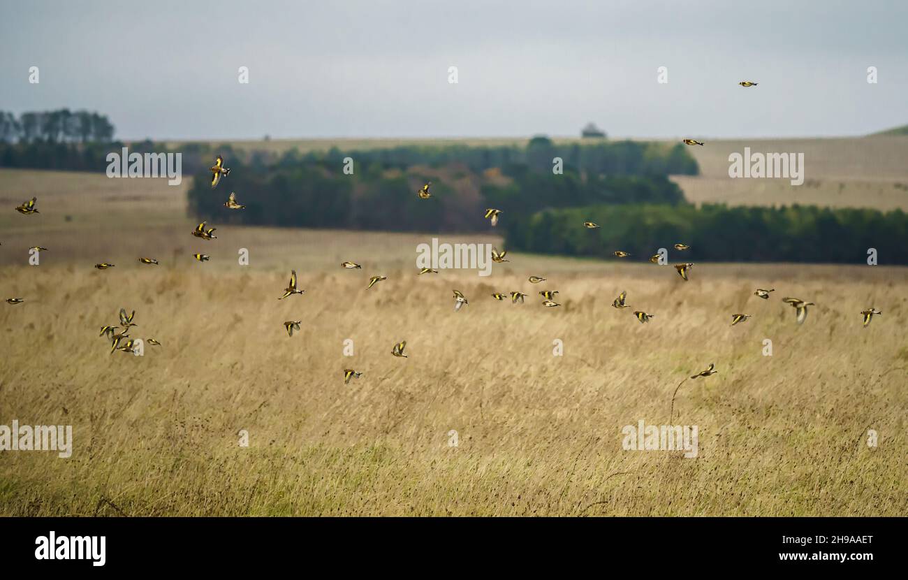 Goldfinches fly over the forest hi-res stock photography and images - Alamy