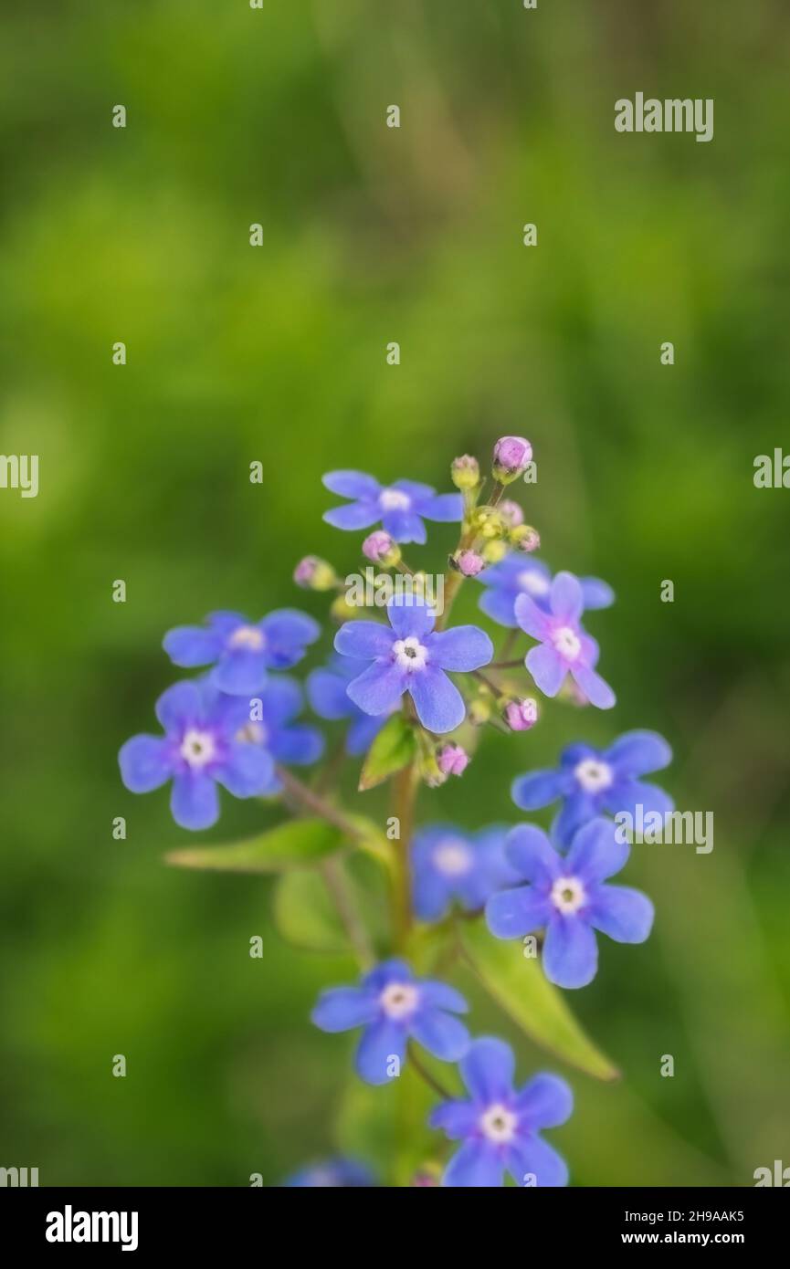 Blue flowers Forget-me-not. Latin name Myosotis sylvatica. Floral ...