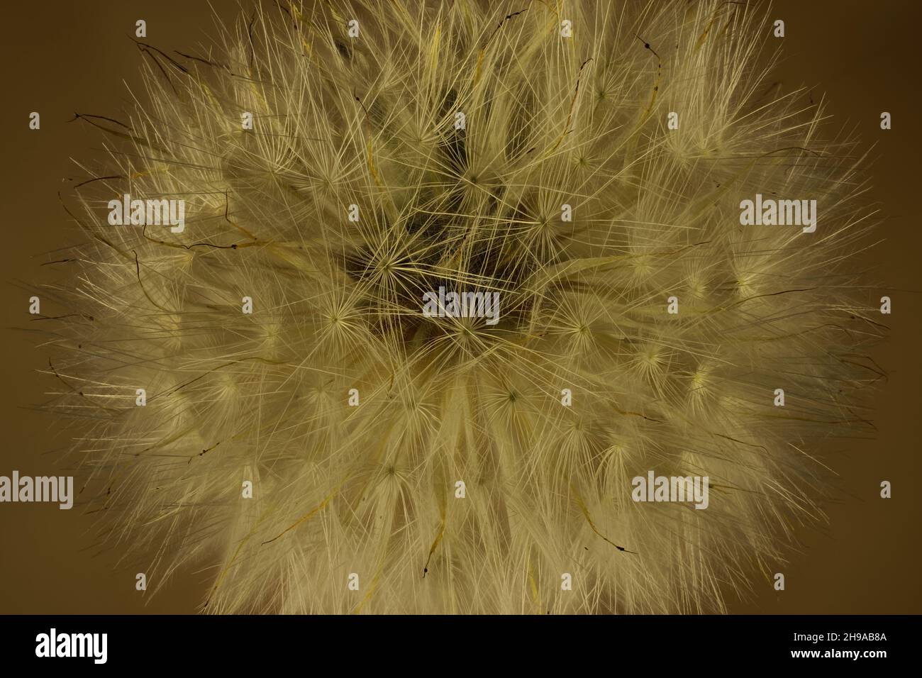Macro view of isolated dandelion seed head (pappus) on brown background ...