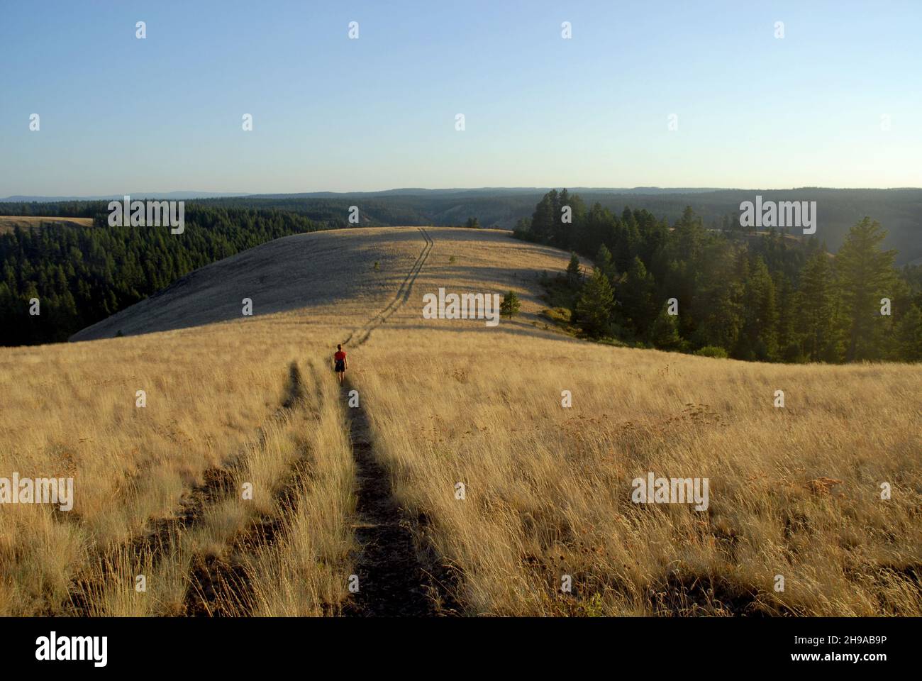 Single woman hiking through grass lands in central Oregon Stock Photo ...