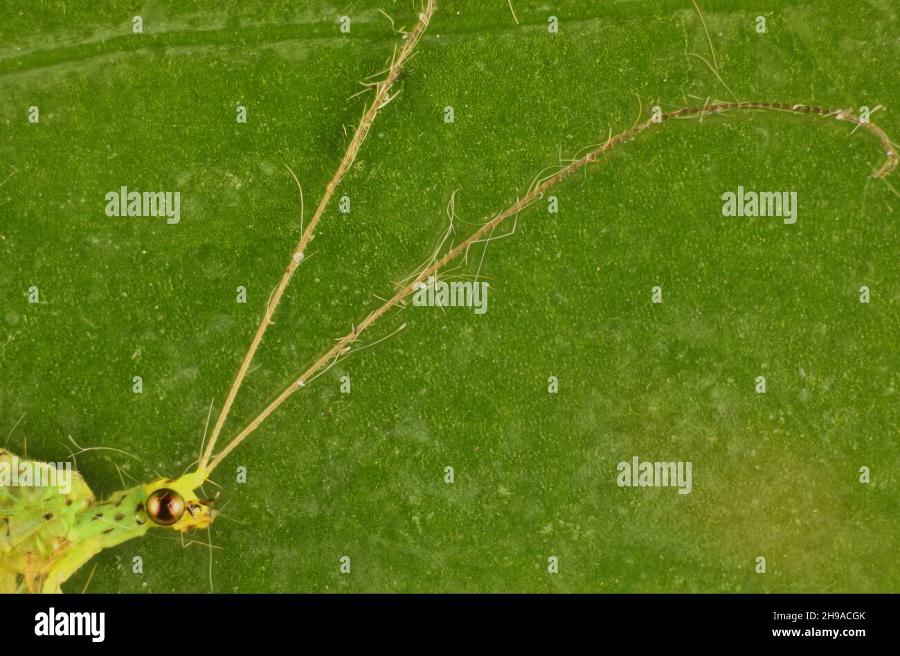 Super macro view of isolated Green Lacewing (Apertochrysa edwardsi ...