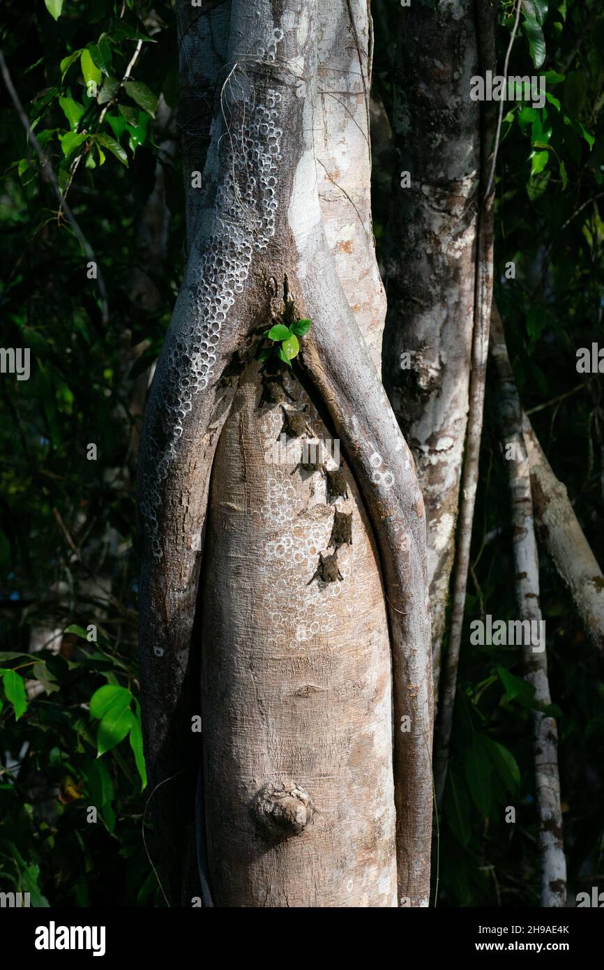 Proboscis Bat (Rhynchonycteris naso) sleeping in a line on the trunk of ...