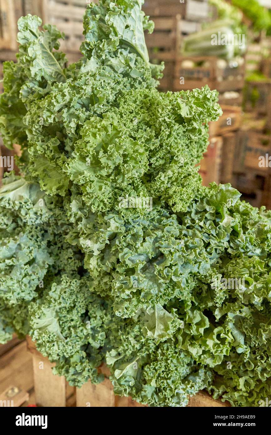 Kale or leaf cabbage, belongs to a group of cabbage Brassica oleracea ...