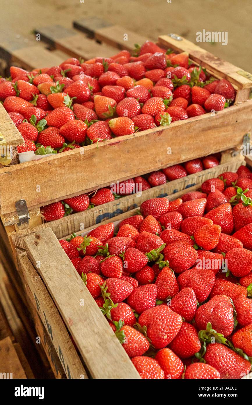Strawberry; Fragaria, The fruit is widely appreciated for its ...