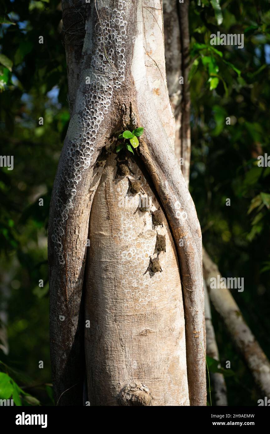 Proboscis Bat (Rhynchonycteris naso) sleeping in a line on the trunk of ...