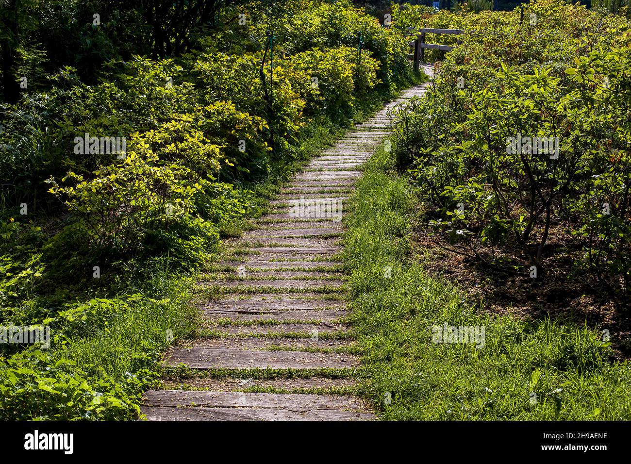 old shabby planks on floor of courtyard path with landscape decor from ...